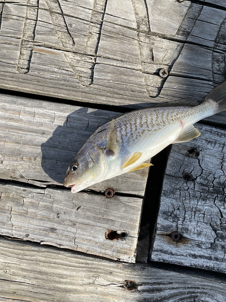 Atlantic Croaker from Pascagoula, MS, USA on June 3, 2022 at 09:06 AM ...