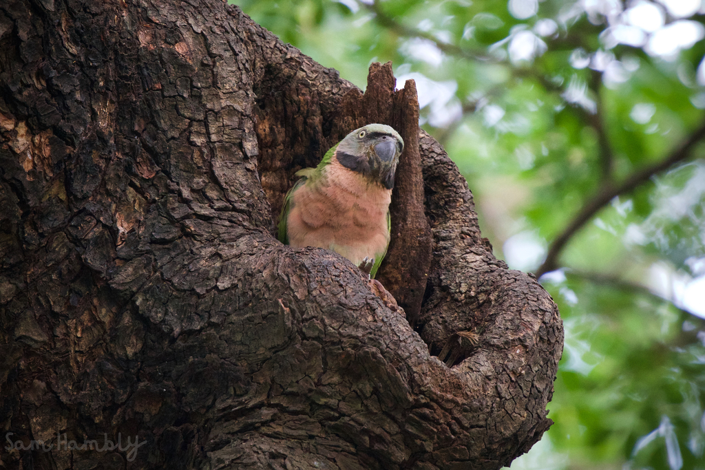 Indian Red-breasted Parakeet in June 2022 by Sam Hambly · iNaturalist
