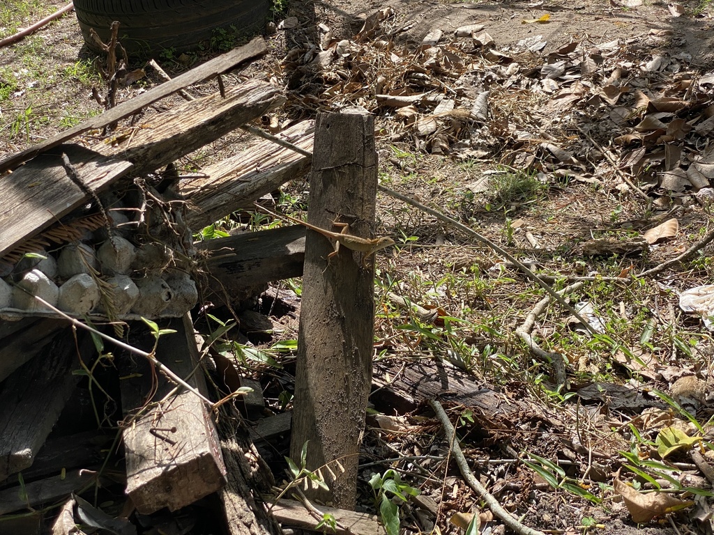 Oriental Garden Lizard from ปน. 2045, Amphoe Yaring, Pattani, TH on ...