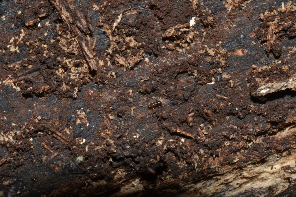 Angel Insects from Hindhede Dr, Singapore 589318 on May 25, 2022 at 12: ...