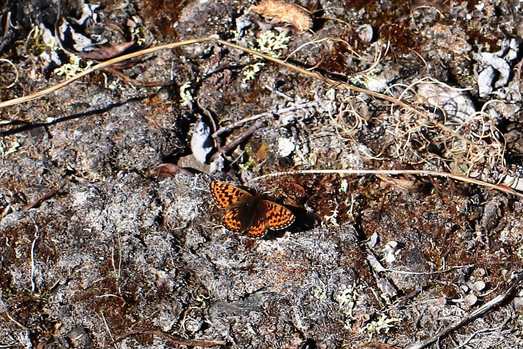 Freija Fritillary from Toolik Lake, Alaska, USA on June 03, 2022 at 02: ...