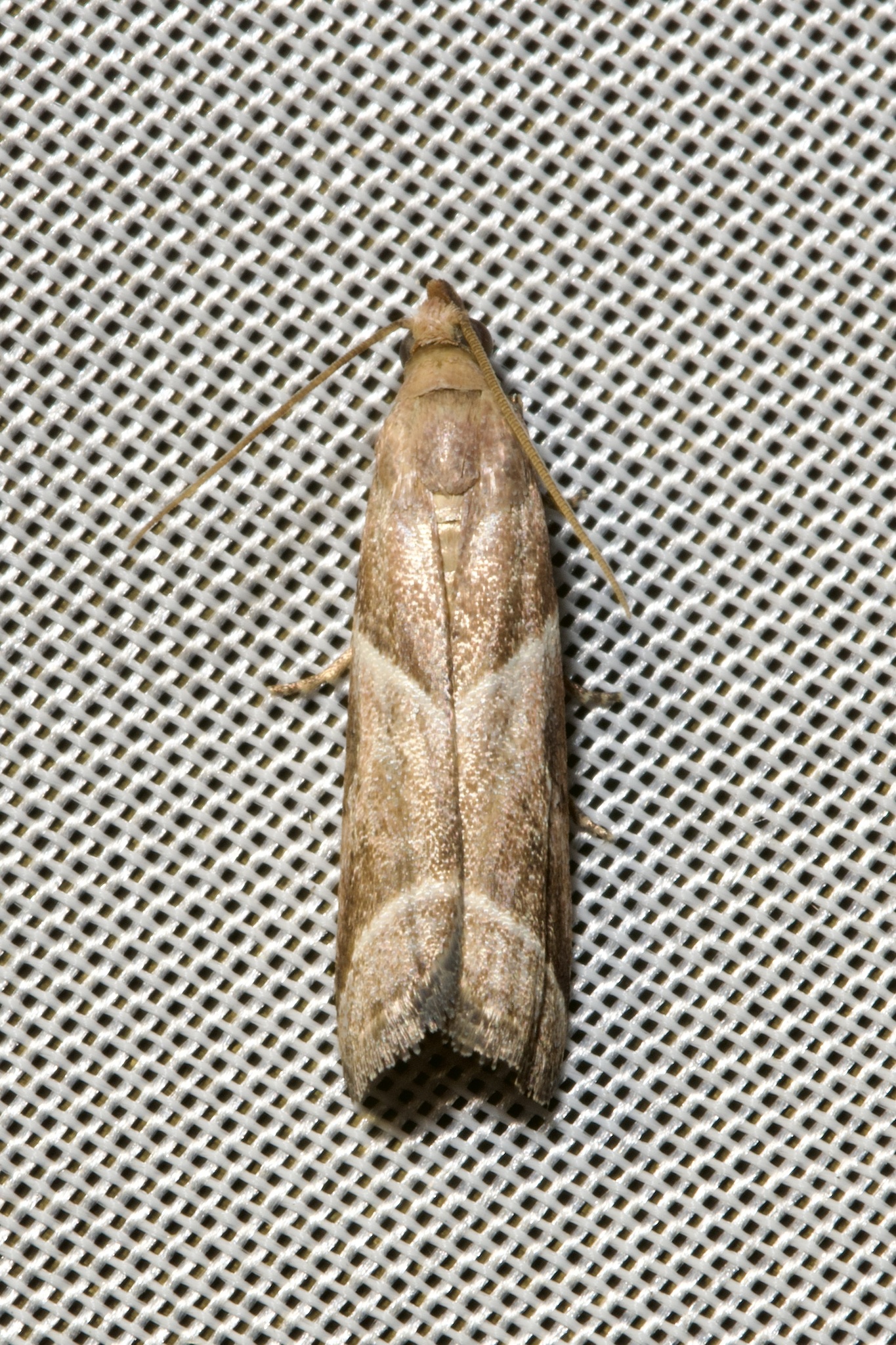 Nyctegretis lineana Scopoli, 1786