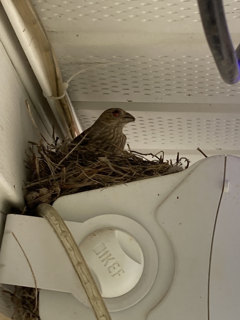House Finch from E Main St, Elysian, MN, US on June 3, 2022 at 02:36 PM ...