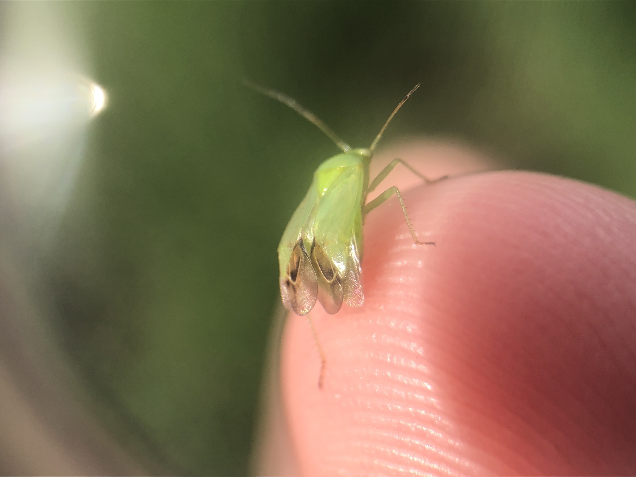 Apolygus lucorum (Meyer-Dur, 1843)