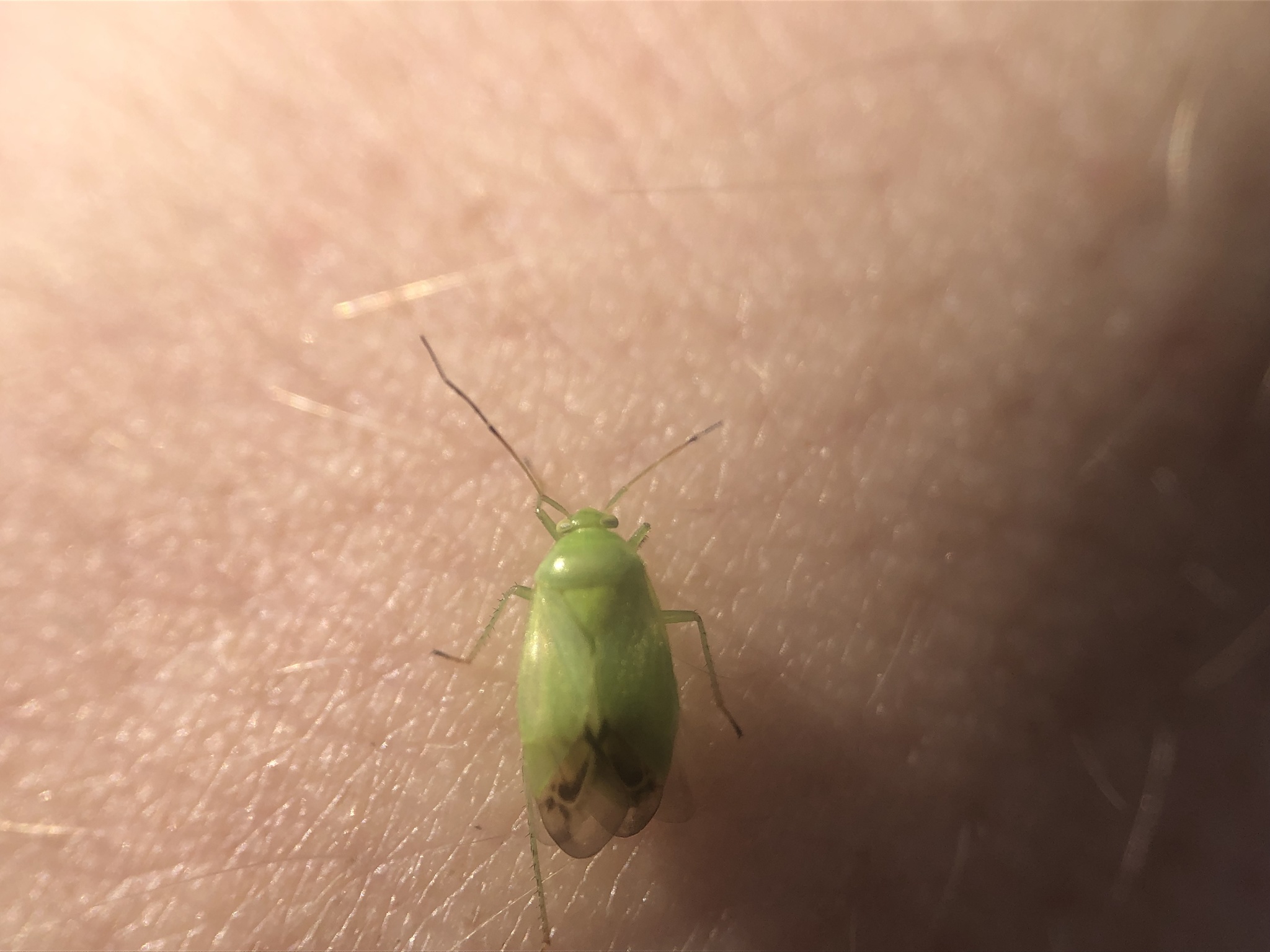 Apolygus lucorum (Meyer-Dur, 1843)