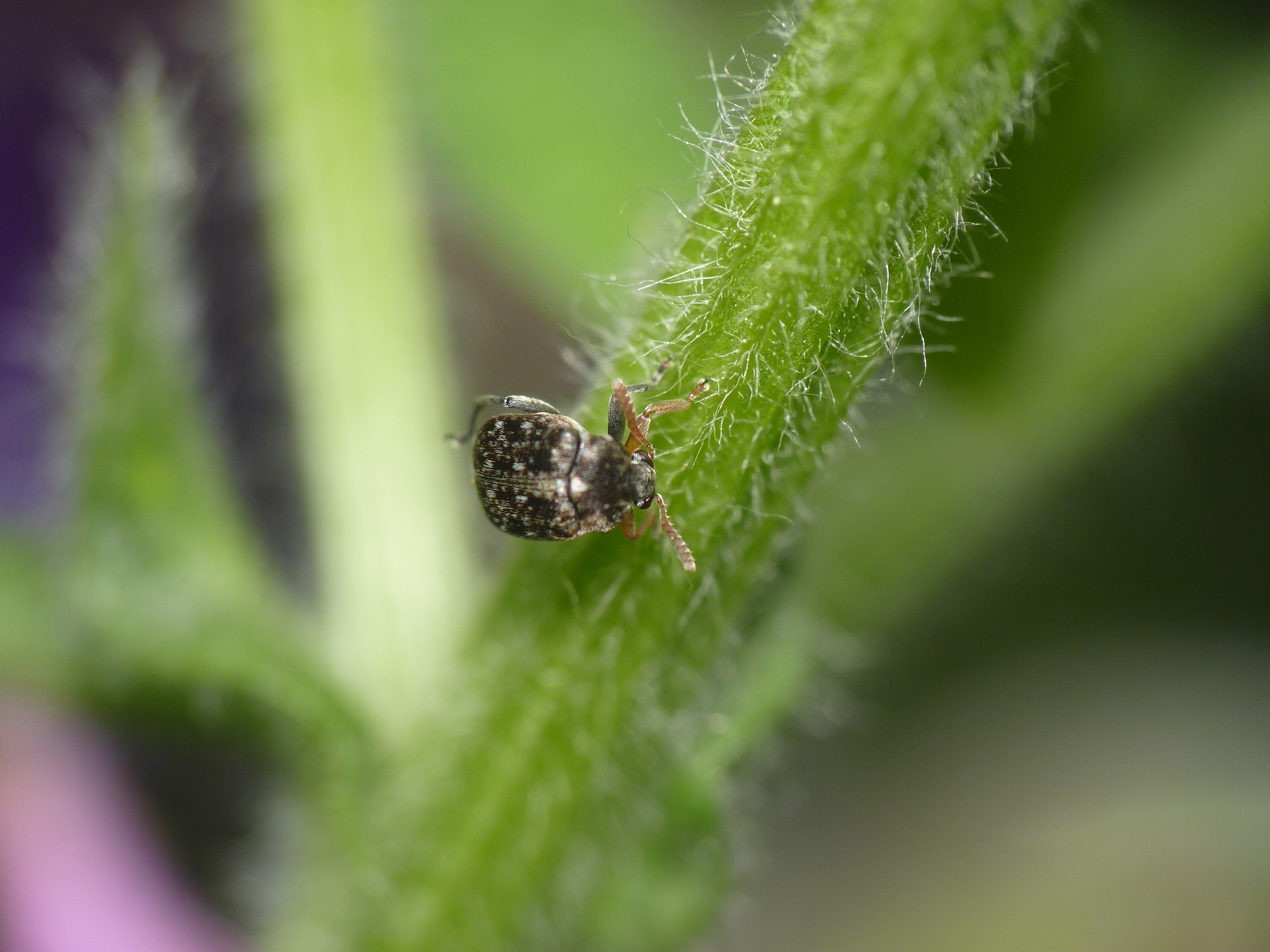 Bruchus brachialis Fåhraeus, 1839