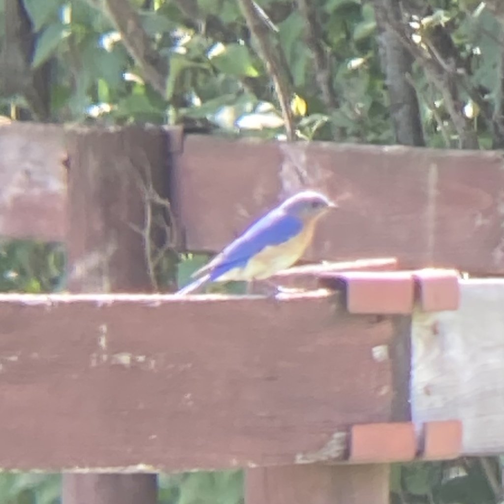 Eastern Bluebird in June 2022 by Morgan Rodenborg · iNaturalist