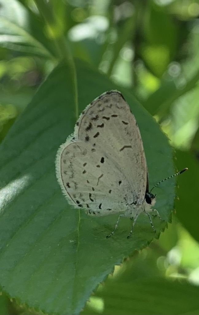 Summer Azure from James Rd, Wynnewood, PA, US on June 04, 2022 at 09:43 ...