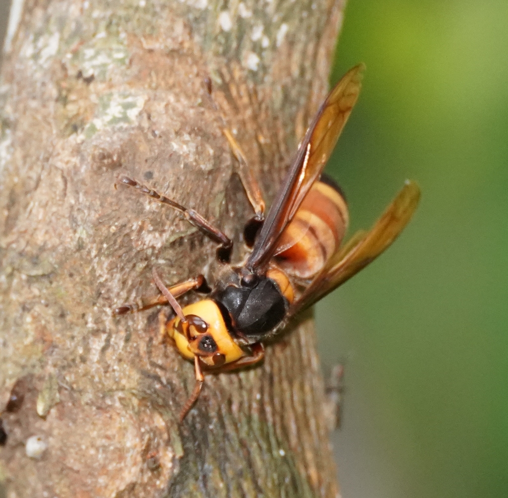 Southern Giant Hornet from 香港 on June 4, 2022 at 10:22 AM by Ryan Yue ...