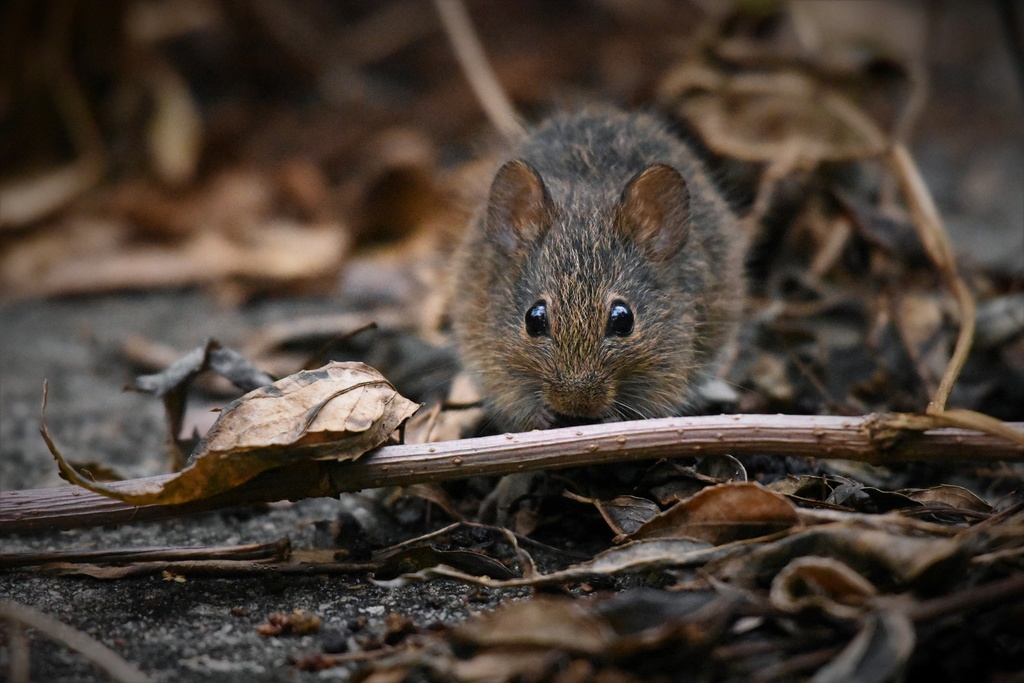 Hispid Cotton Rat from Arthur R. Marshall Loxahatchee National Wildlife ...
