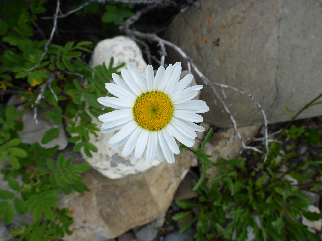 oxeye daisy from Crowsnest Pass, AB T0K, Canada on June 25, 2018 at 08: ...