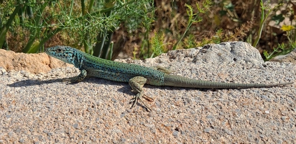 Ibiza Wall Lizard in June 2022 by Xavi · iNaturalist