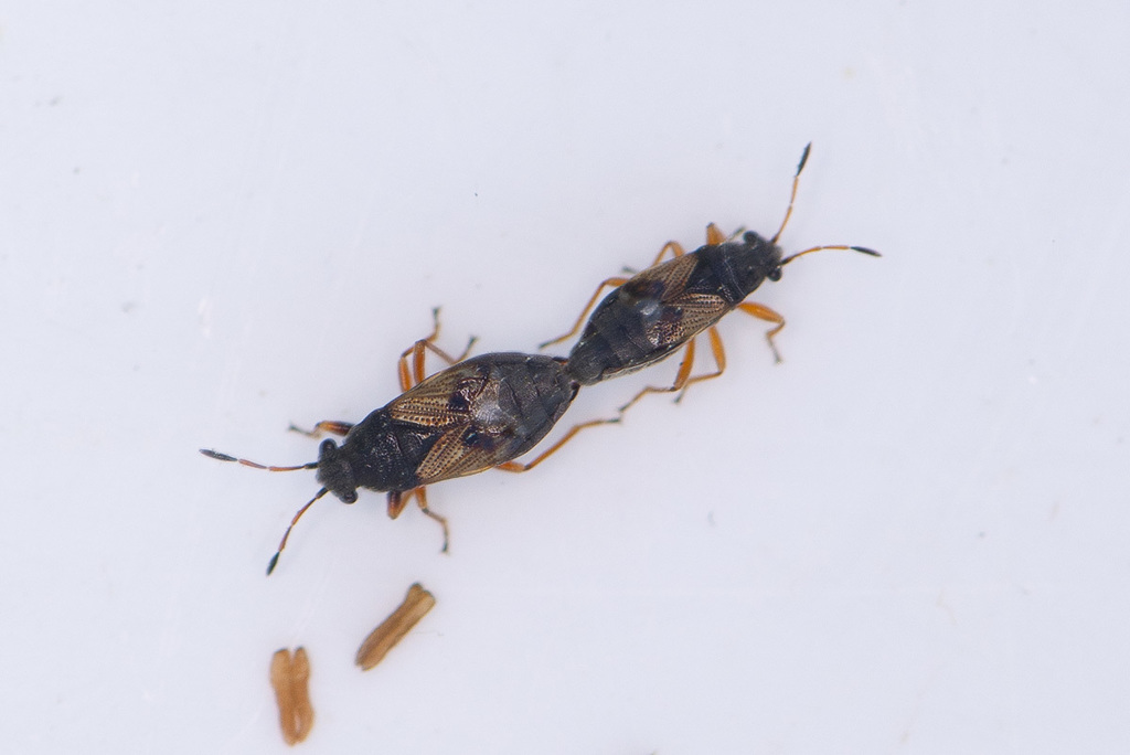 Acompus rufipes from Arnborg on June 4, 2022 at 04:12 PM by Christian ...