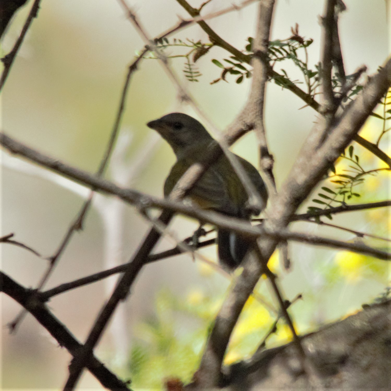 Indicator minor Stephens, 1815