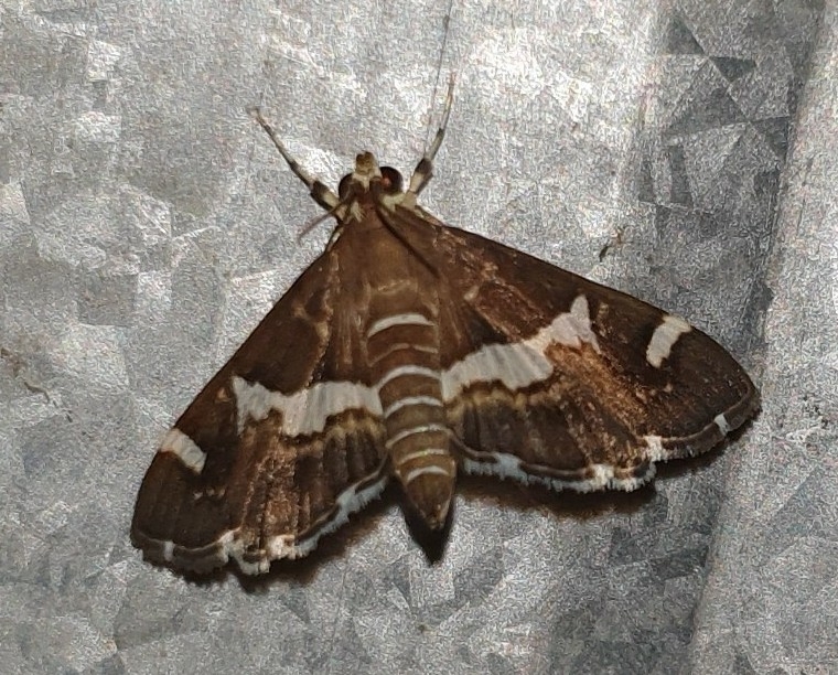 Hawaiian Beet Webworm Moth from Bo Kaeo, Wang Hin District, Si Sa Ket ...