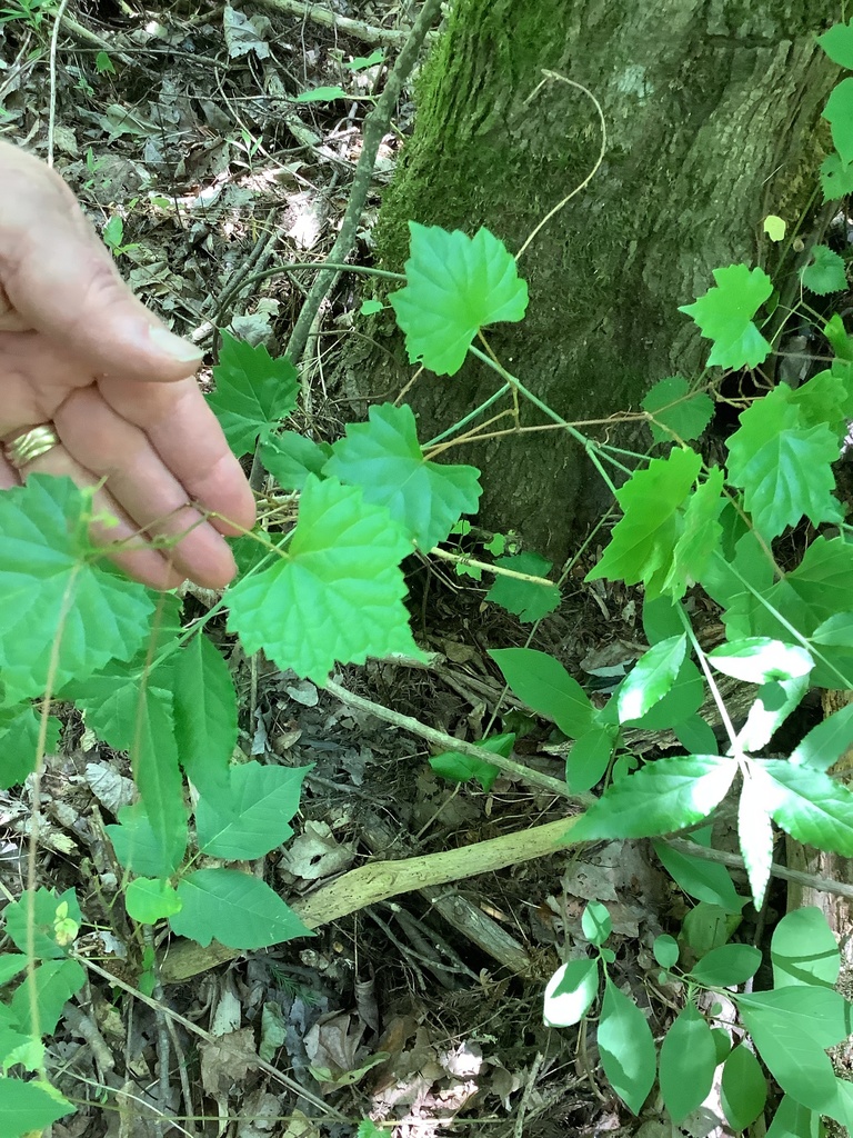 muscadine in June 2022 by vwmp1 · iNaturalist