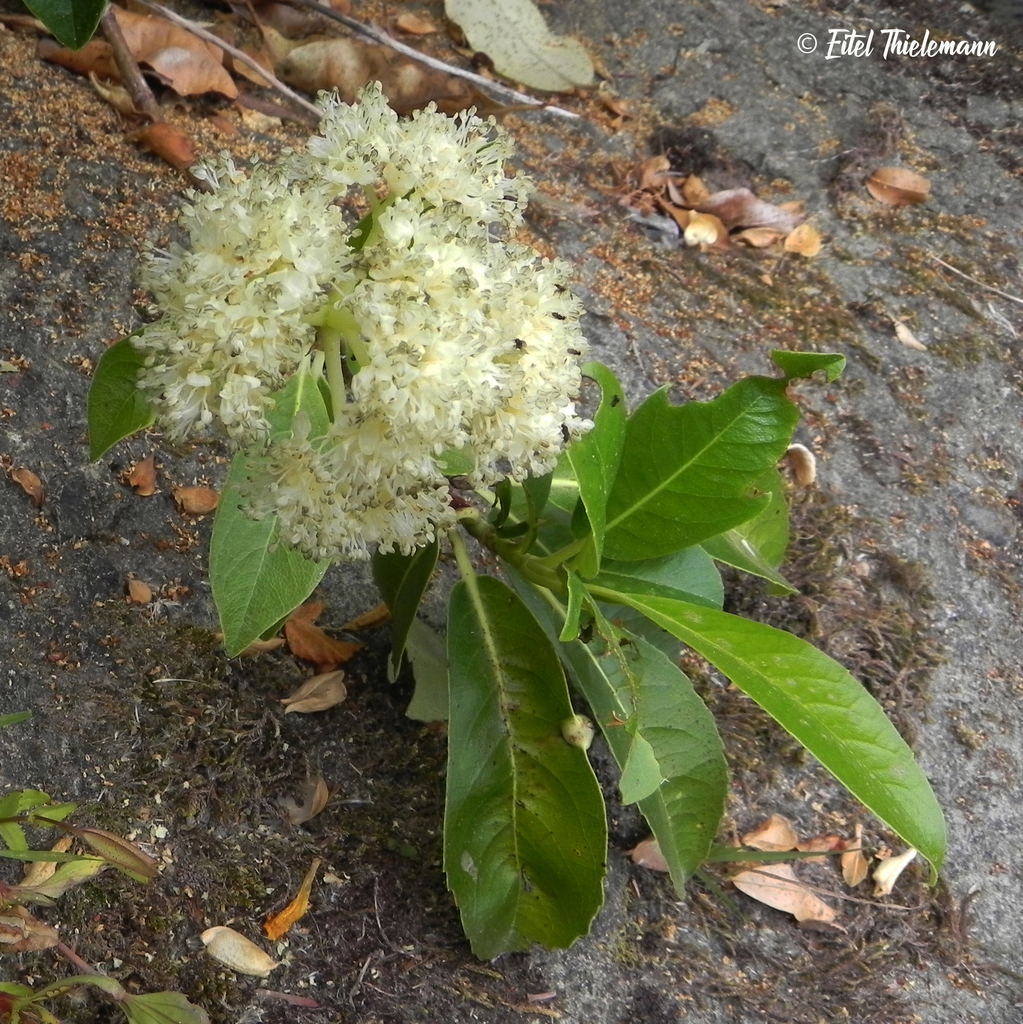 Canelilla (Plantas comunes en jardines del Noroeste de la Patagonia ...