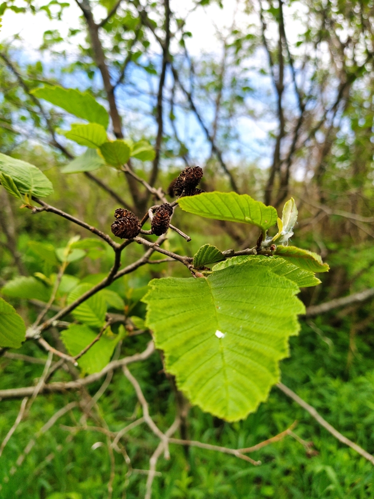 swamp alder from Titusville, NB E5N 3T5, Canada on June 4, 2022 at 12: ...