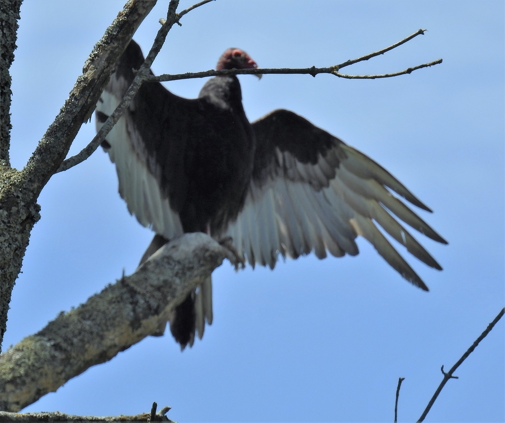 Turkey Vulture from Fayetteville, AR, USA on June 03, 2022 at 12:11 PM ...