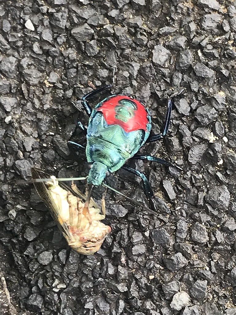 Florida Predatory Stink Bug from Mimosa Ave, Jasper, TN, US on June 4, 2022 at 11:38 AM by ...