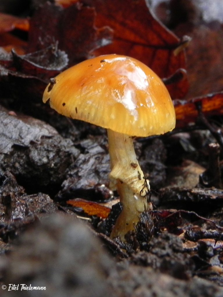 Vermilion Waxcap from Malleco, Araucanía, Chile on July 16, 2016 at 12: ...