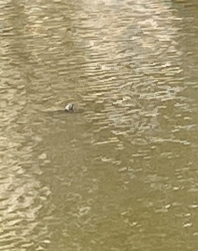 European Pond Turtle in June 2022 by Andre Hosper · iNaturalist