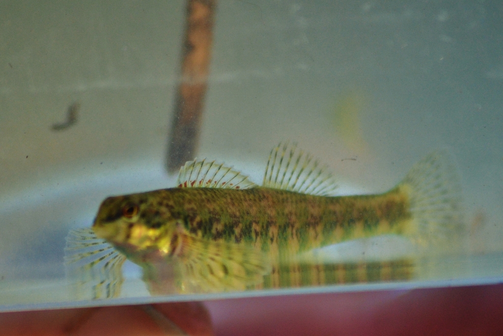 Banded darter from Stark County, OH, USA on June 04, 2022 at 06:46 AM ...
