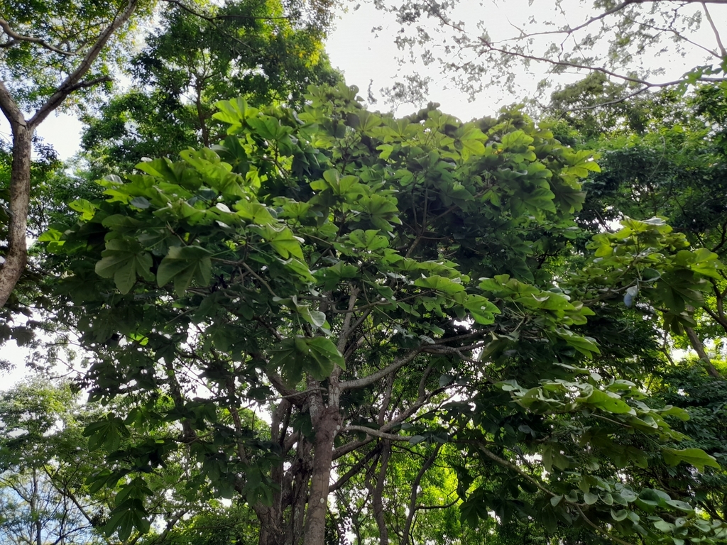 Panama tree from WC24+JX3 Telegraph Hill, Panamá on June 4, 2022 at 12: ...