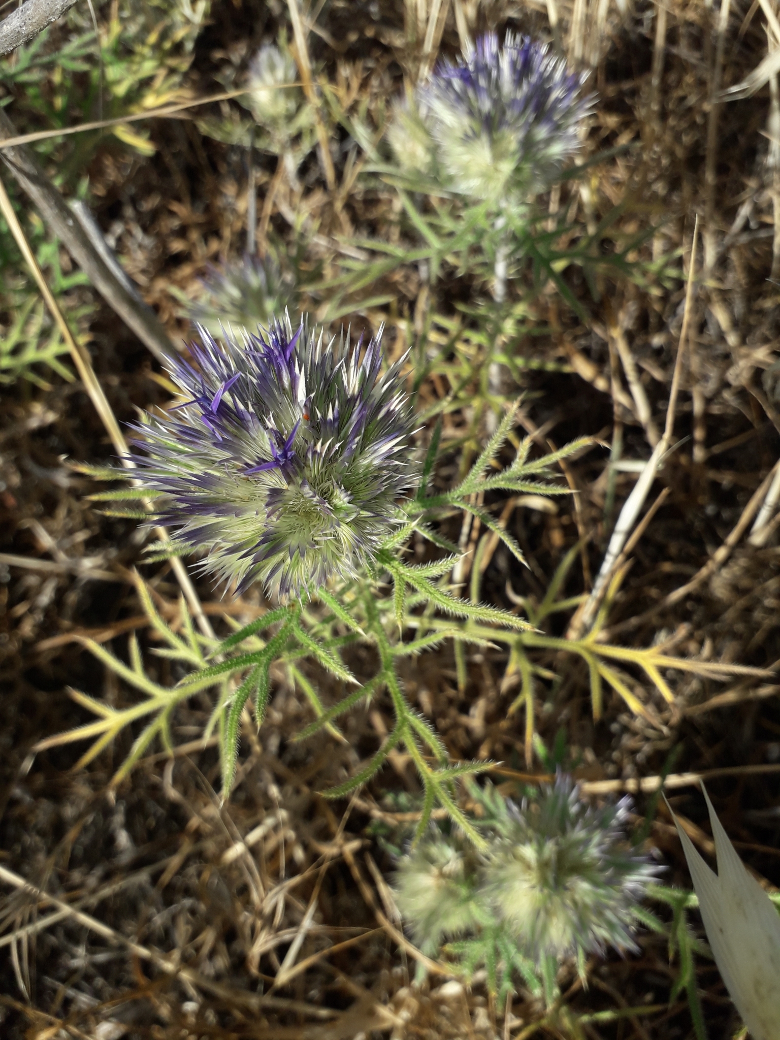 Echinops strigosus L.
