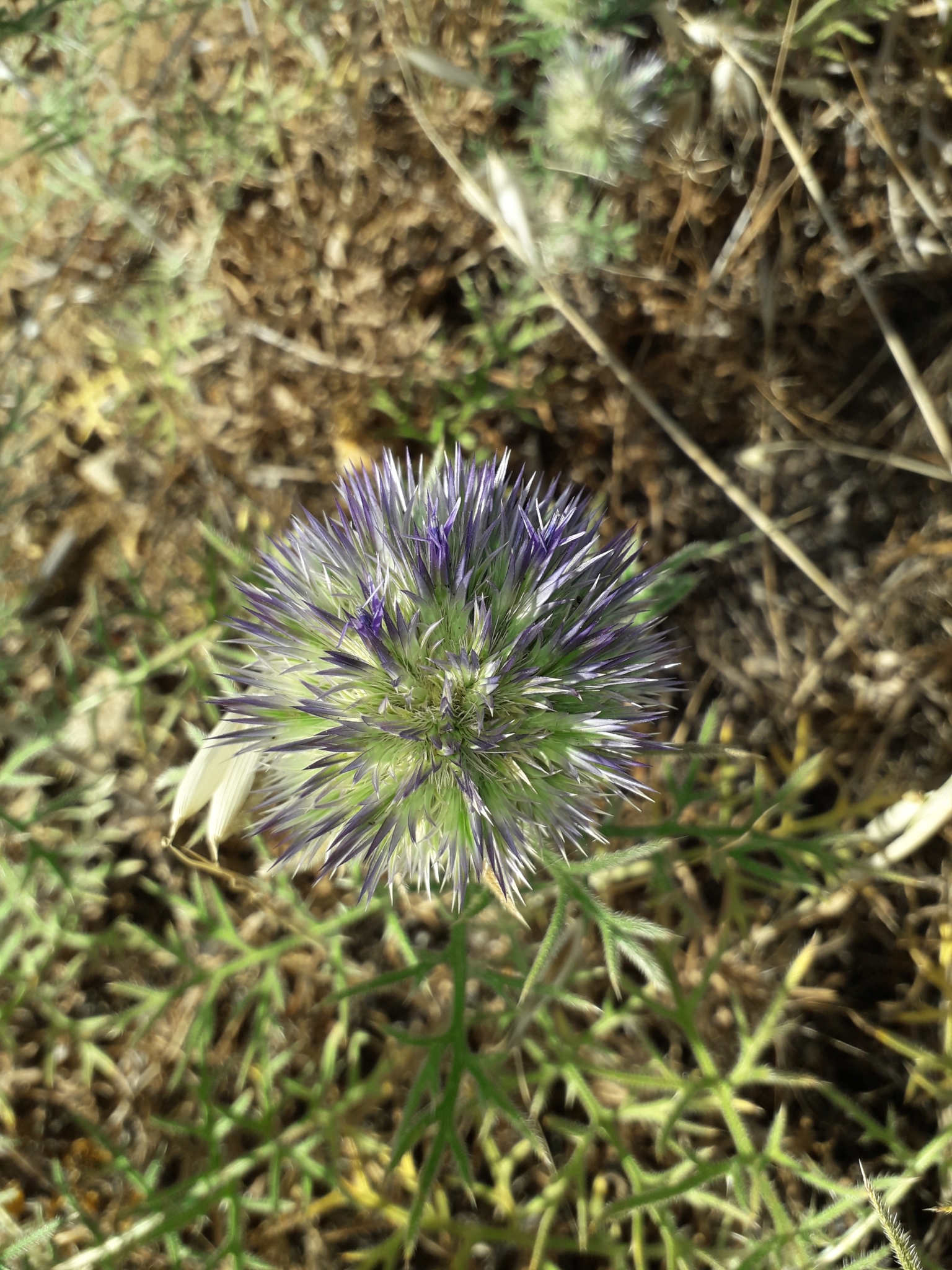 Echinops strigosus L.
