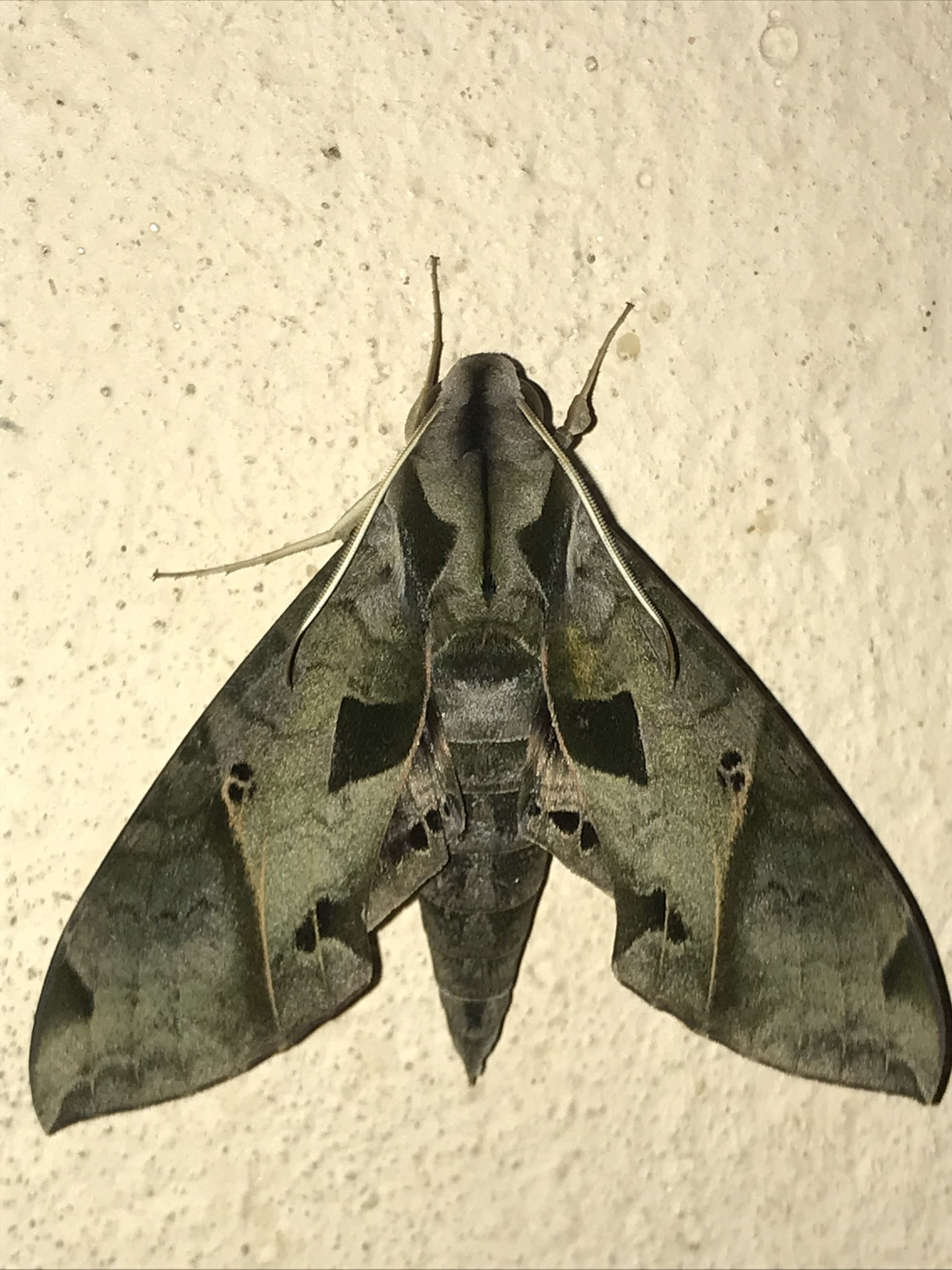 Eumorpha satellitia Linnaeus, 1771