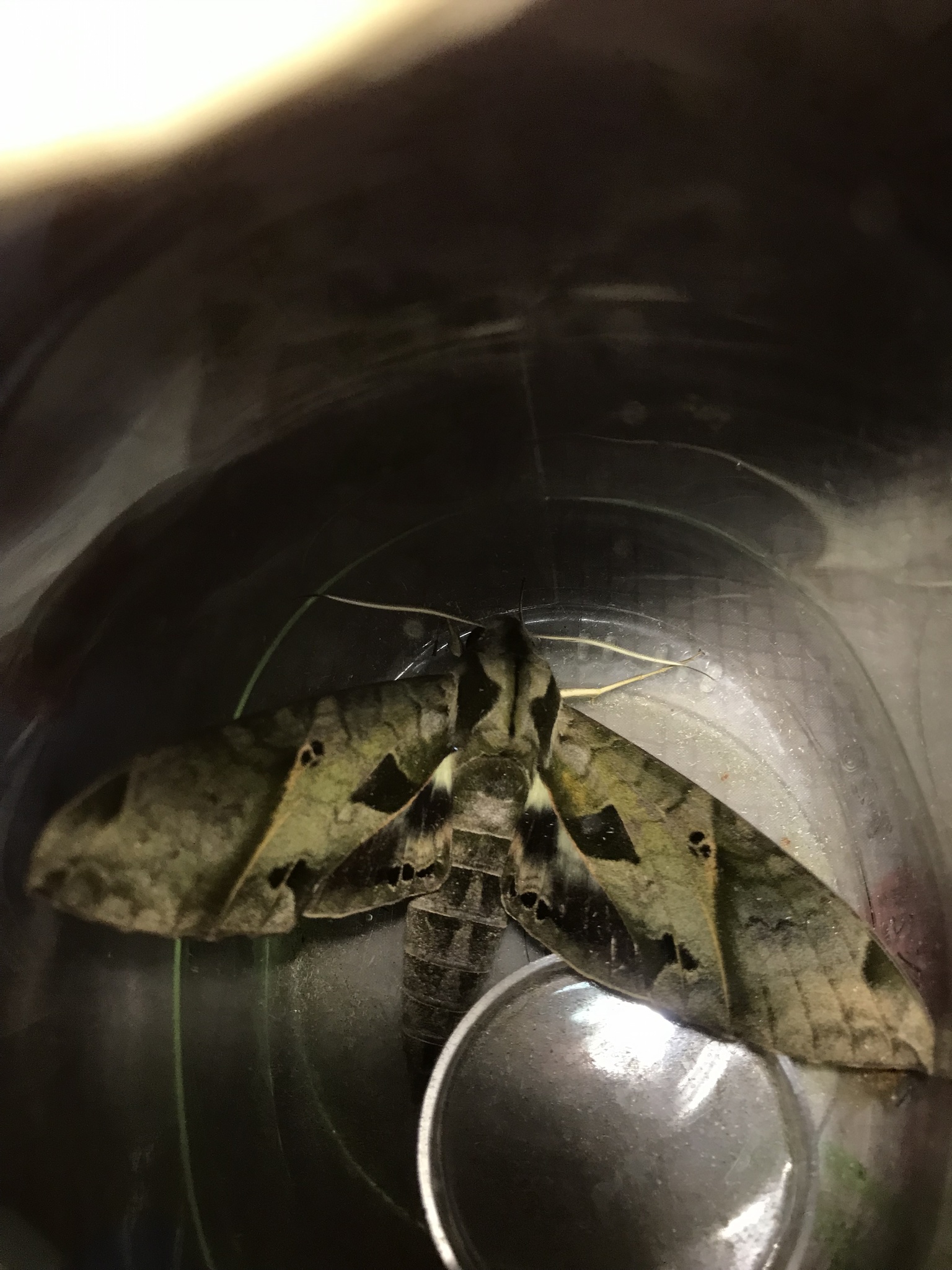 Eumorpha satellitia Linnaeus, 1771