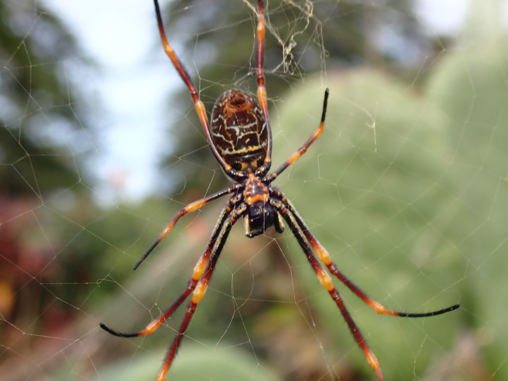 Tiger Spider from Norfolk Island on June 4, 2022 at 12:30 PM by ...