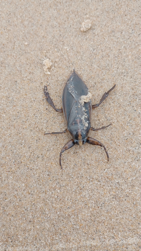 Eastern Toe-biter from Muskegon, MI 49441, USA on June 04, 2022 at 02: ...