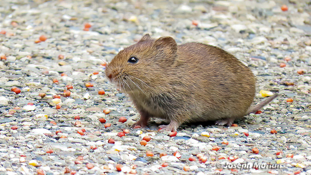 California Vole (Microtus californicus) - Know Your Mammals