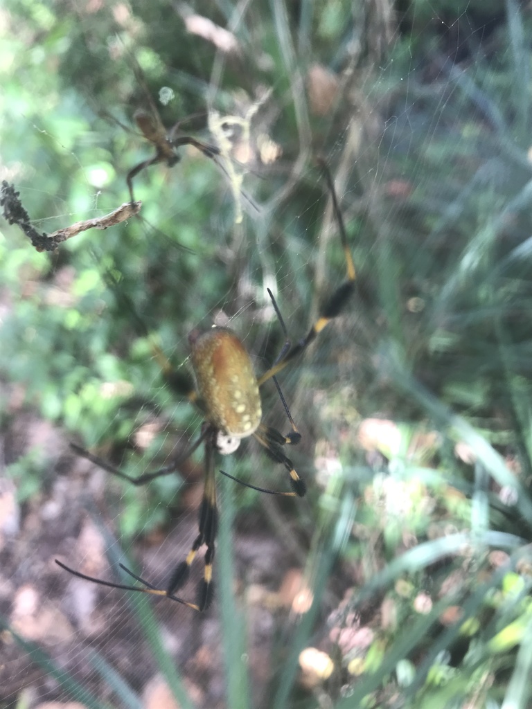 Golden Silk Spider from Singer Island, Juno Beach, FL, US on December ...