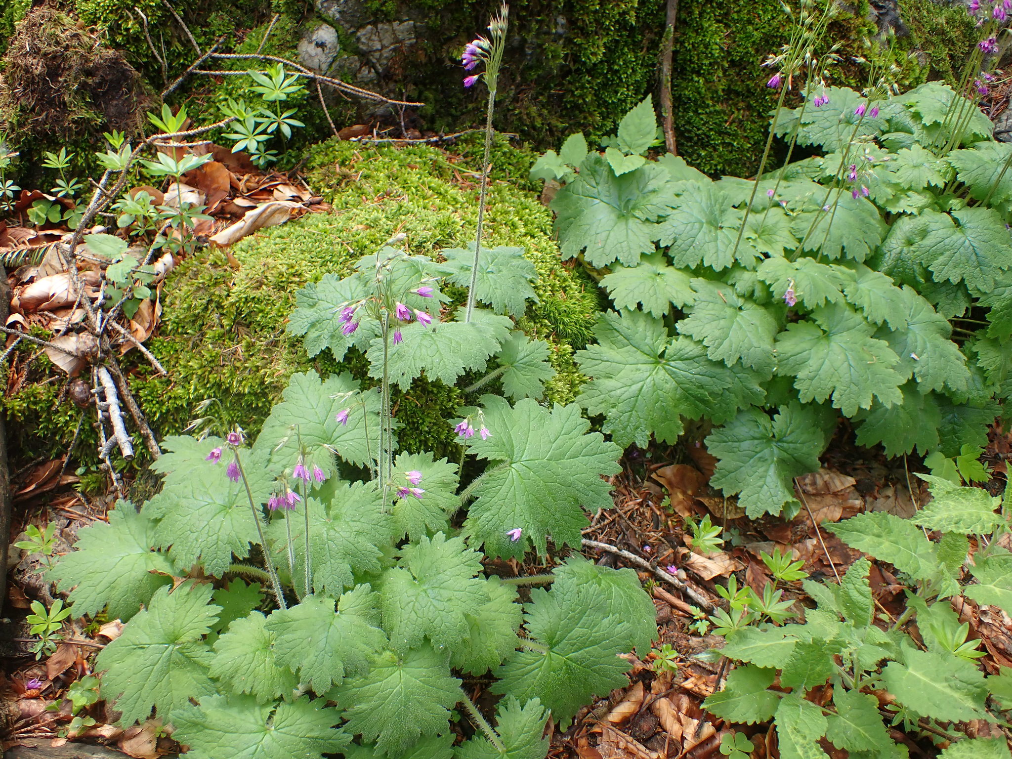 Primula matthioli K.Richt.