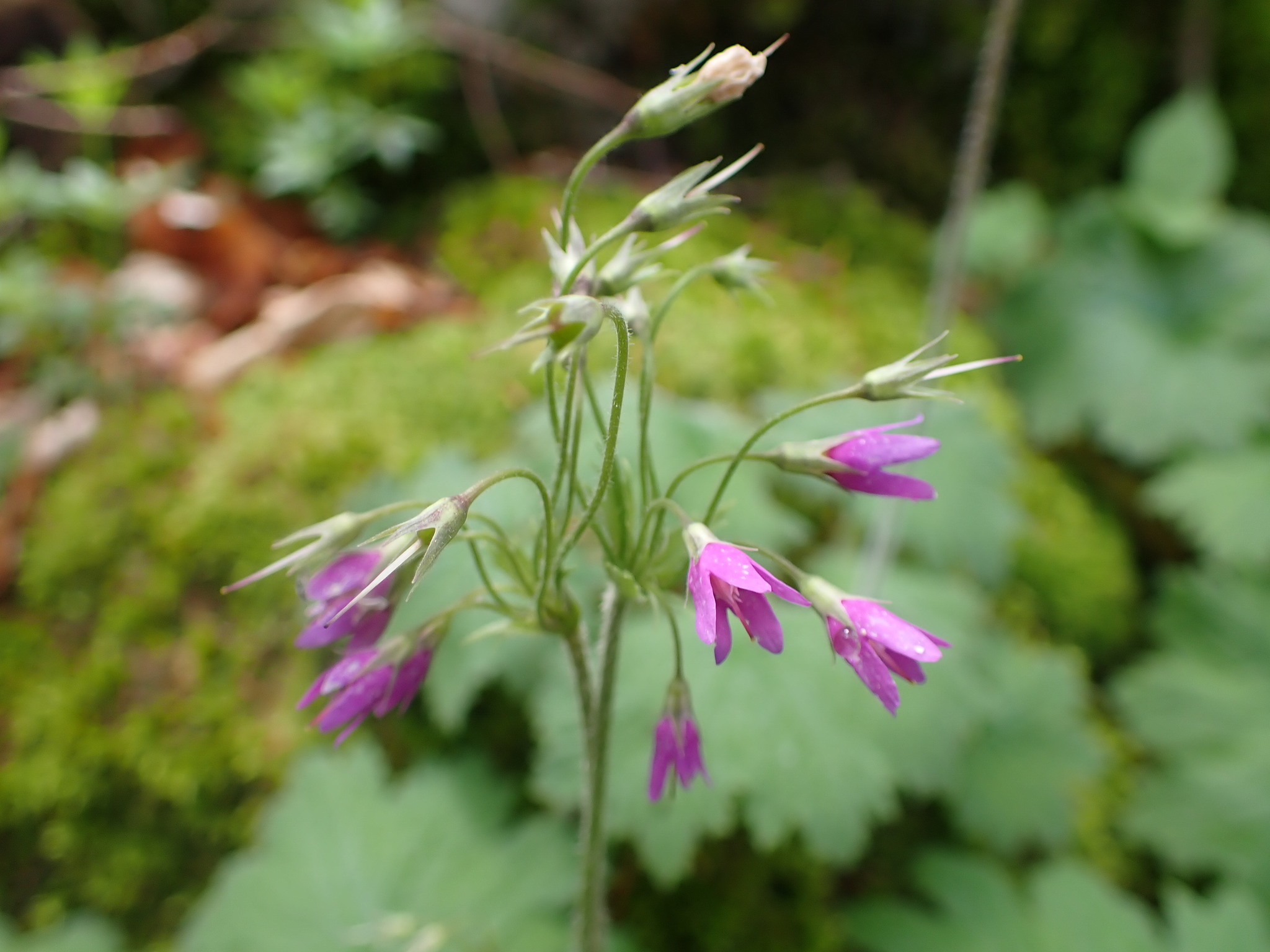 Primula matthioli K.Richt.