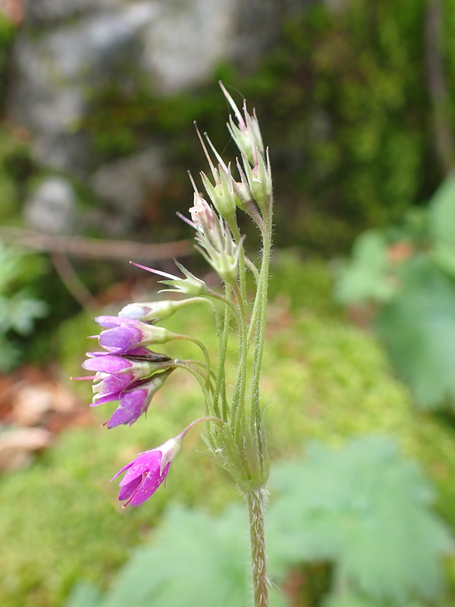 Primula matthioli K.Richt.