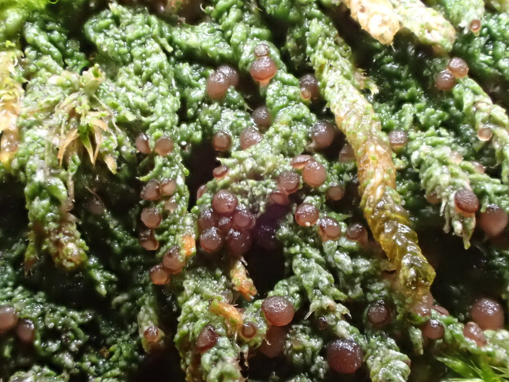 Lecideaceae from Frohnleiten, Österreich on June 3, 2022 at 11:25 AM by ...