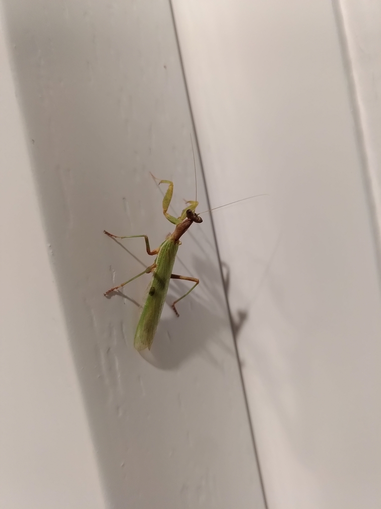 Amelid Mantises from Ithaca 283 00, Greece on June 4, 2022 at 08:42 PM ...