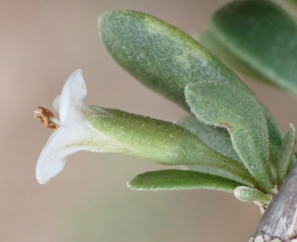 boxthorns from R329, Western District, South Africa on March 30, 2022 ...