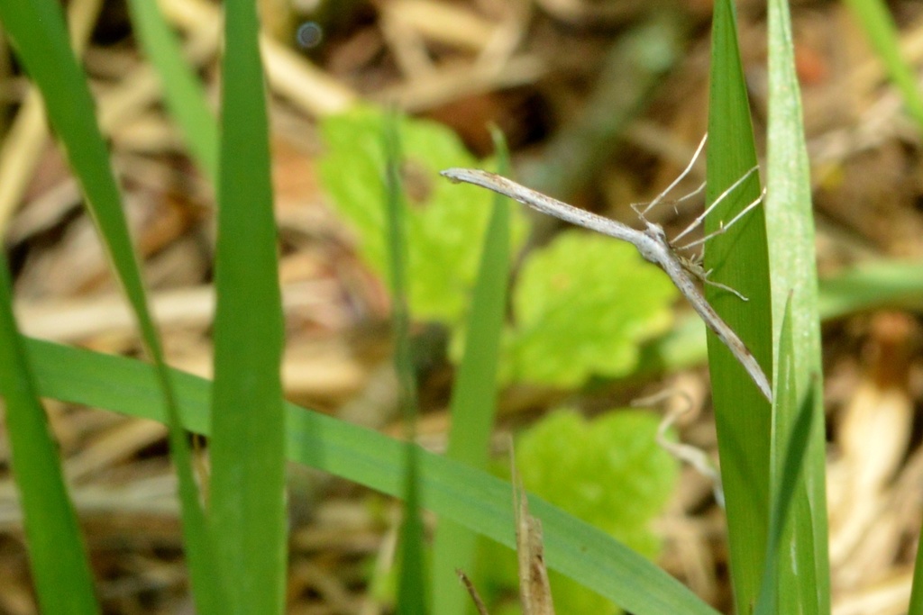 Yarrow Plume Moth from 289 41 Oseček, Česko on June 4, 2022 at 10:50 AM ...