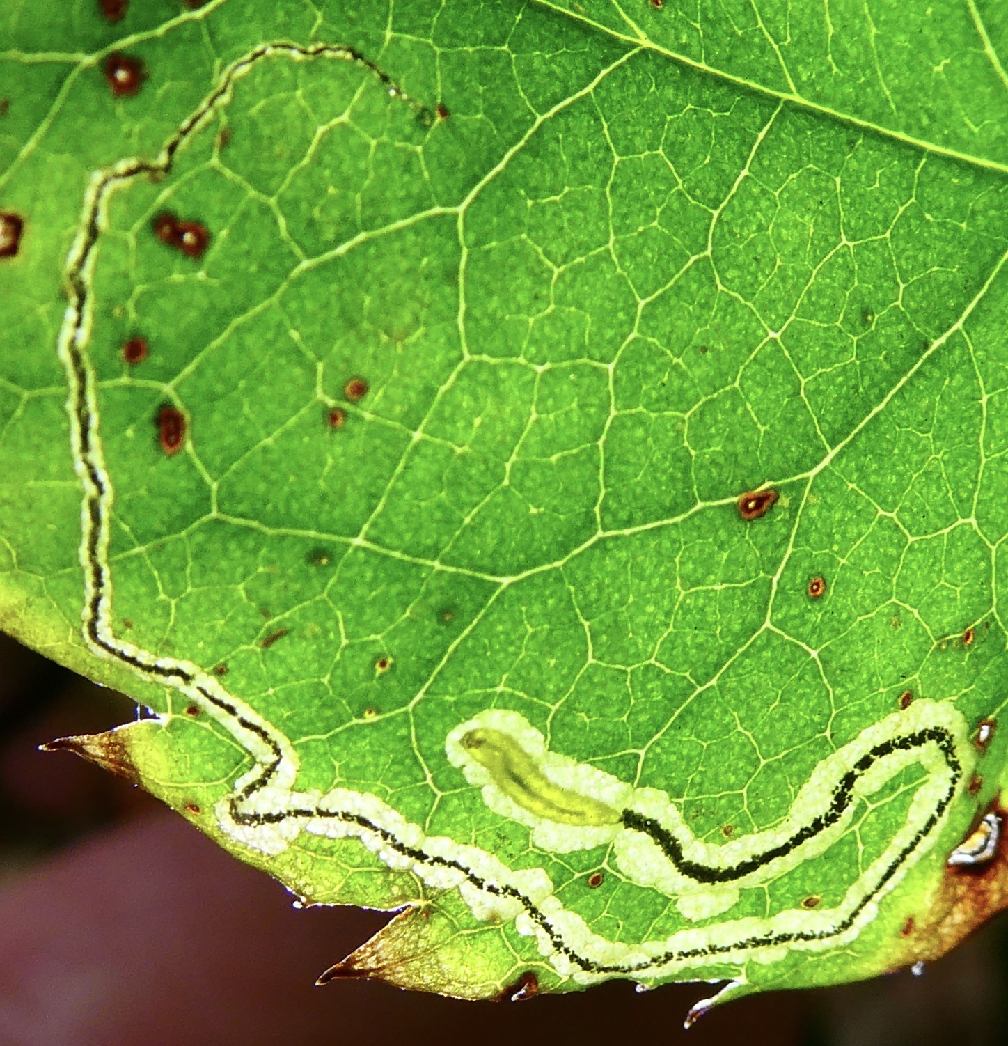 Stigmella centifoliella (Zeller, 1848) Beirne, 1945