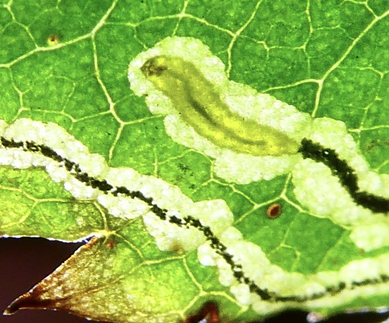 Stigmella centifoliella (Zeller, 1848) Beirne, 1945
