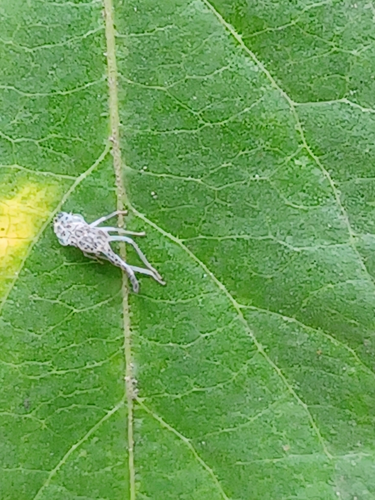 Insects from Fondren, Jackson, MS, USA on June 4, 2022 at 03:27 PM by ...