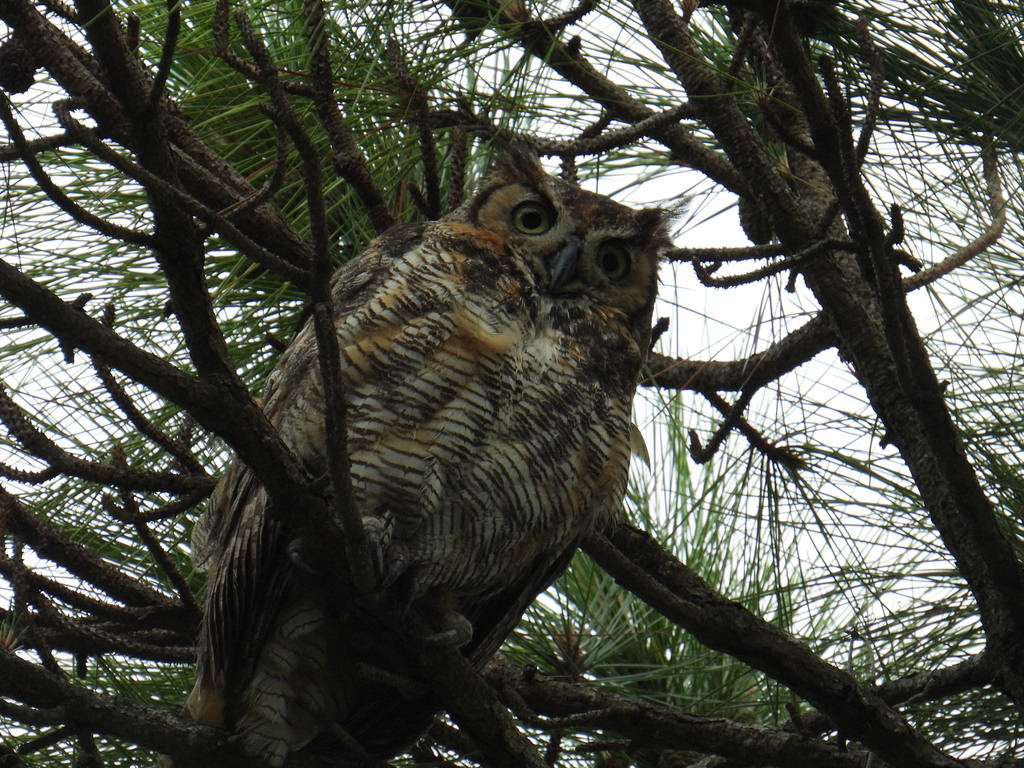Great Horned Owl from Parkland, FL, USA on June 04, 2022 at 09:44 AM by ...