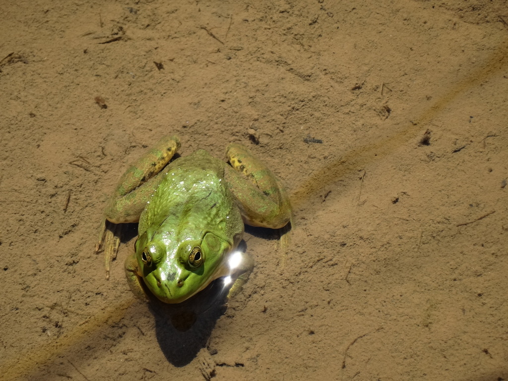American Bullfrog from 548 Flourtown Rd, Lafayette Hill, PA 19444, USA ...
