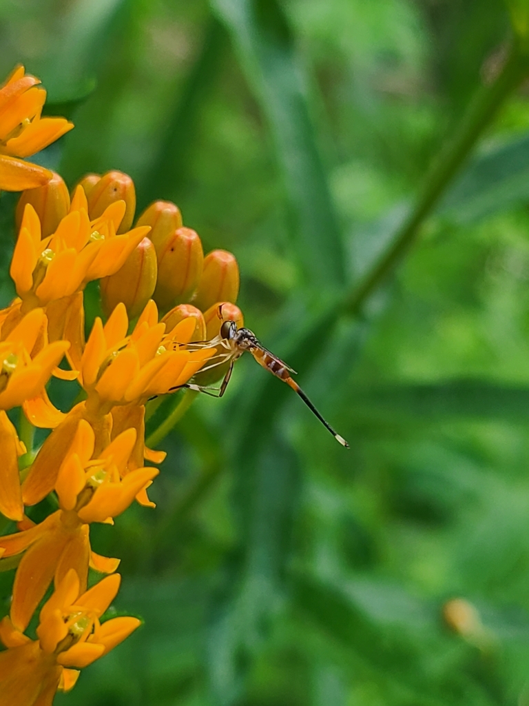 Stylogaster neglecta from Lafayette Springs, MS 38655, USA on June 4 ...