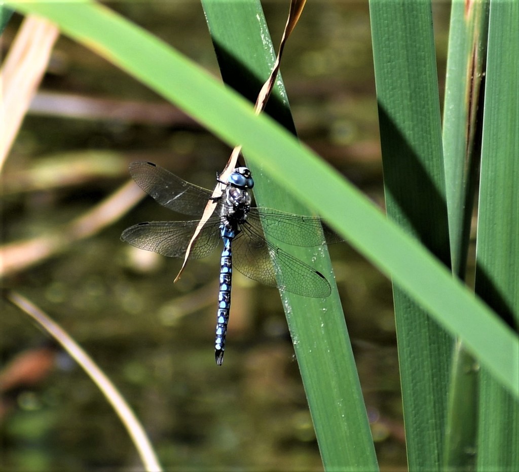 California Darner from Boise State University District, Boise, ID, USA ...